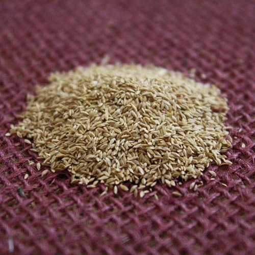 MAYA BERMUDAGRASS | Douglass King Seeds